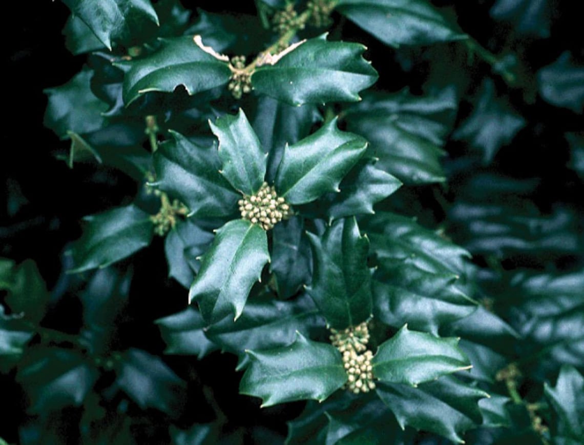 Fresh English Holly Cuttings Evergreen Shrubs Live Plant Cutting - Etsy