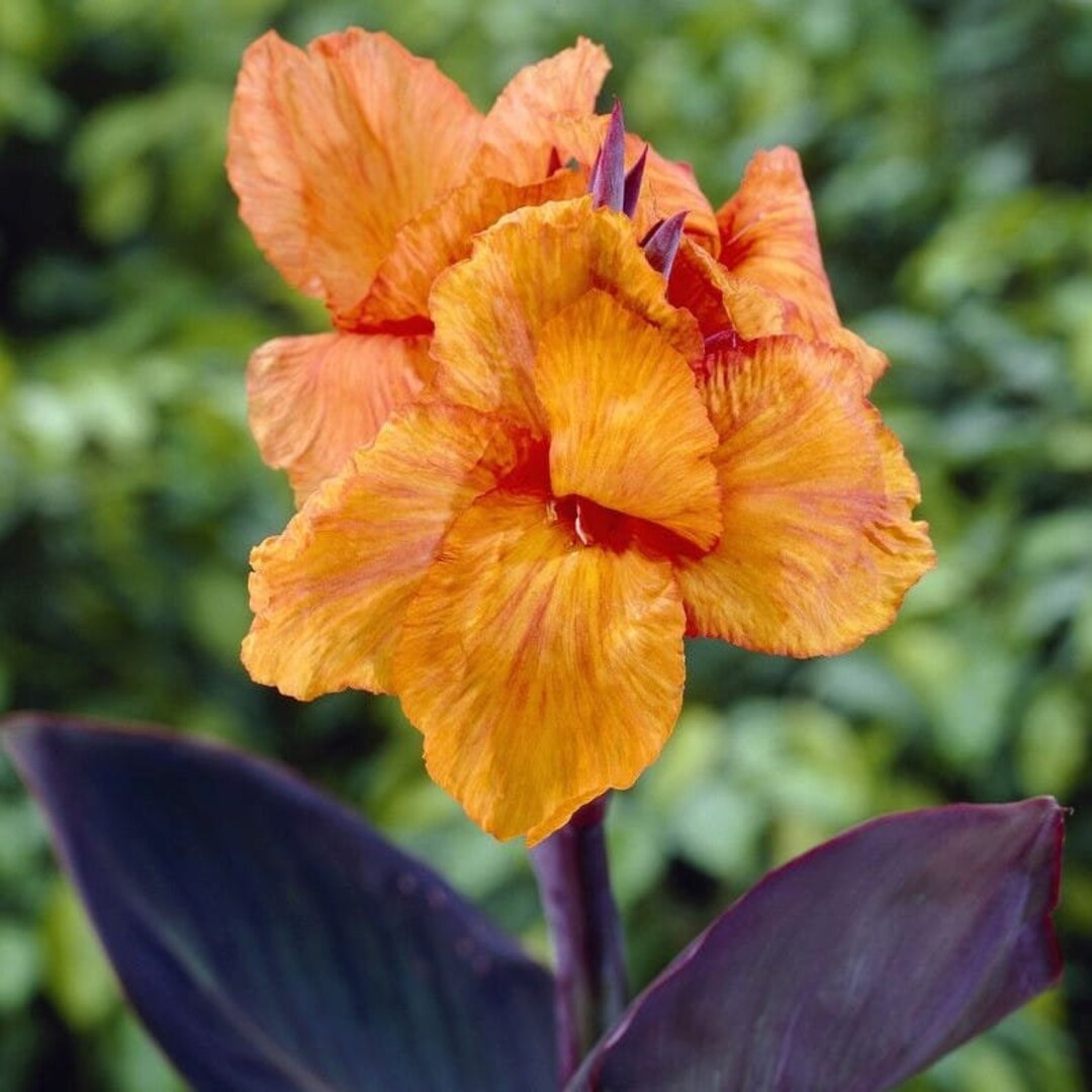 Canna Lily Wyoming Tropical Looking Plant for Landscaping (live Plant ...