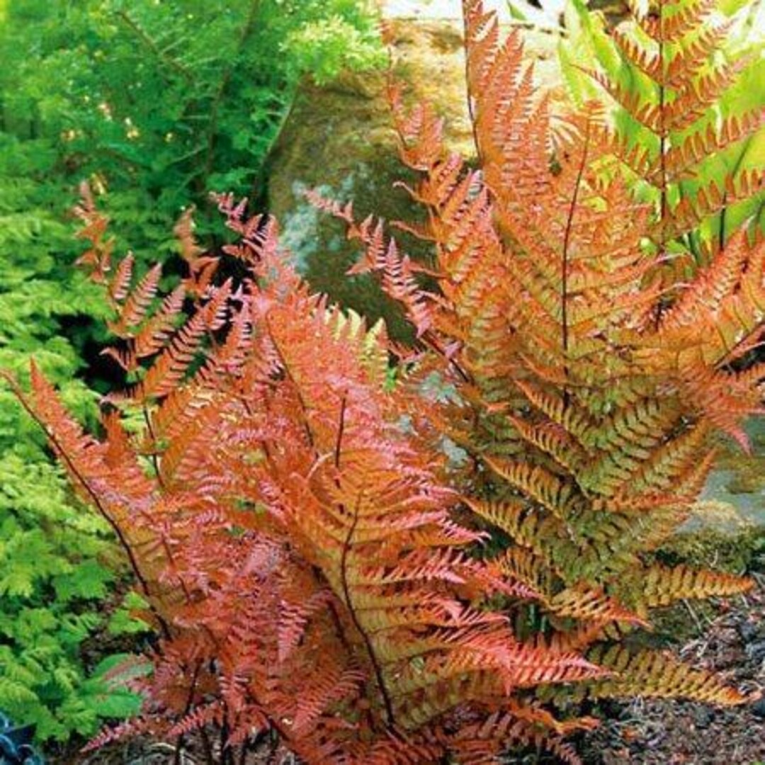 Brilliant Autumn Fern Houseplants or Perennial Live House Plant for ...