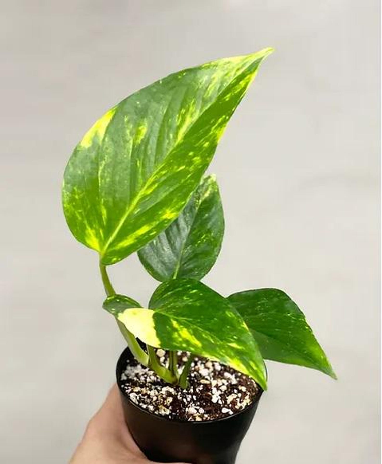 SUPER SALE - Hawaiian Pothos Houseplants Live House Plant for Indoor ...
