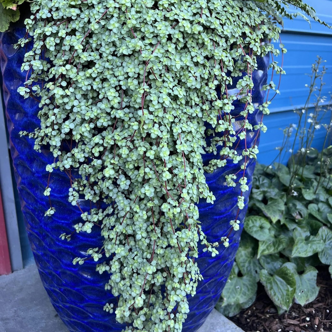 Baby Blue Tears Pilea Glauca Aquamarine Houseplants Live House Plant ...
