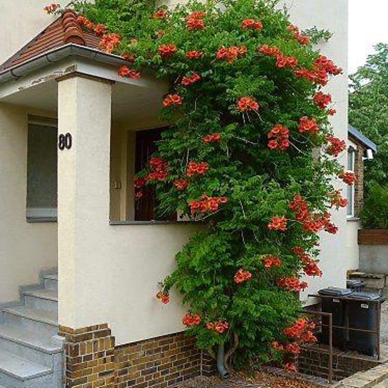 Live Red Trumpet Vine - Etsy
