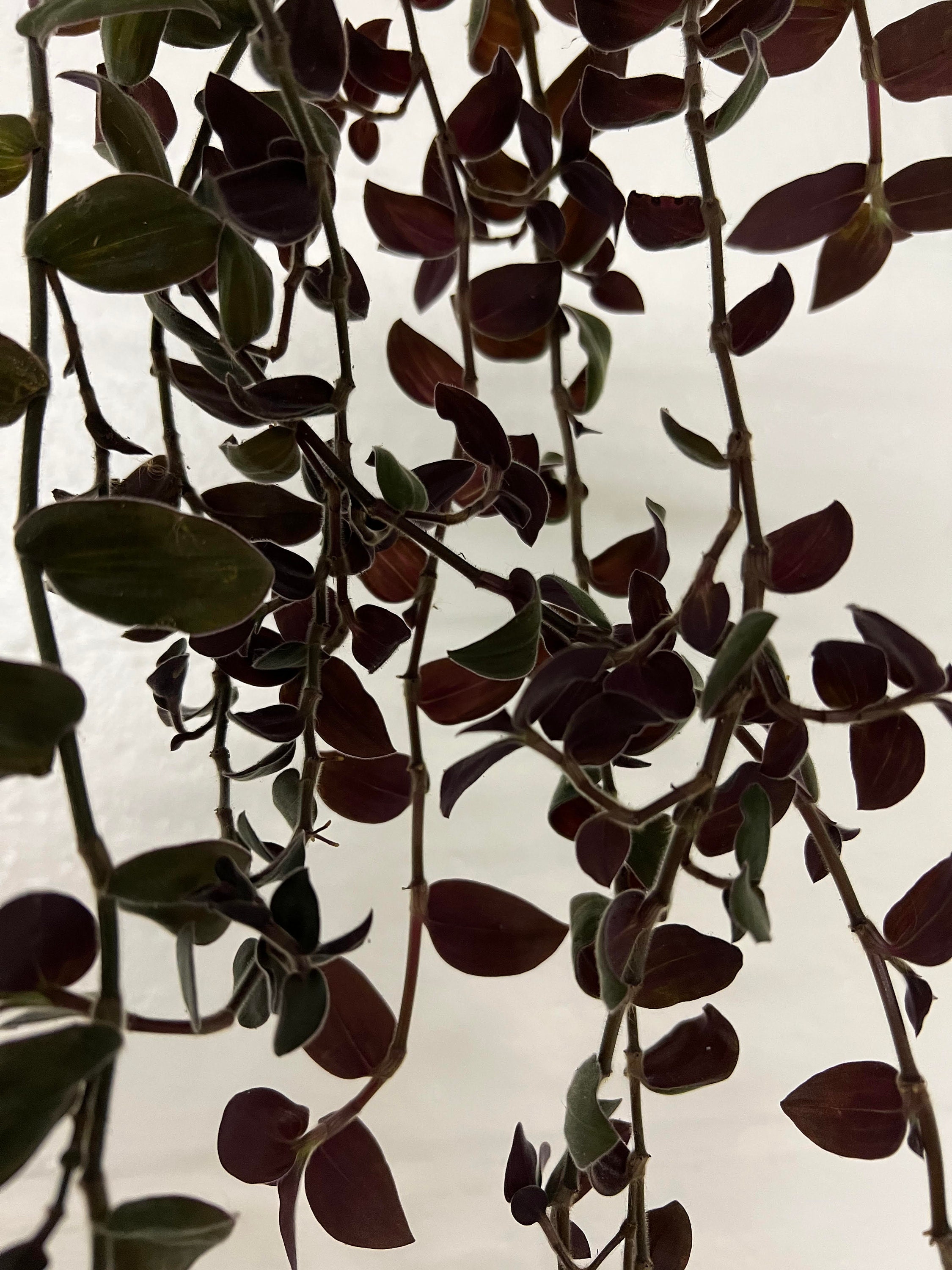 3 Rare Fuzzy Mini Baby Bunny Bellies Cuttings Tradescantia - Etsy