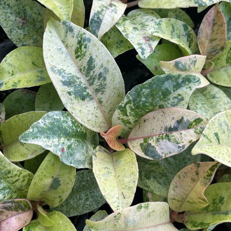 Variegated Ficus Moonshine Shivereana Rubber Tree House Plant Small ...