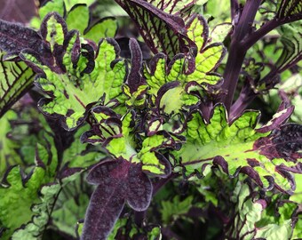Coleus 'black Dragon' Live Plant Potted 2.5 X - Etsy