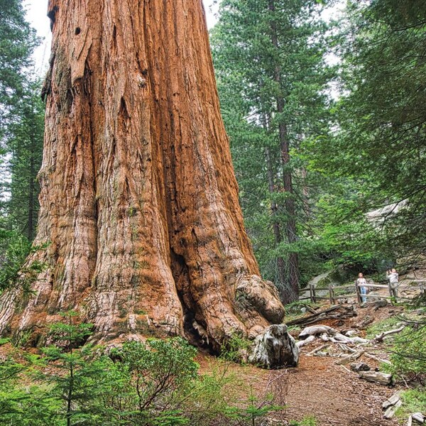 Fast Growing Trees - Etsy