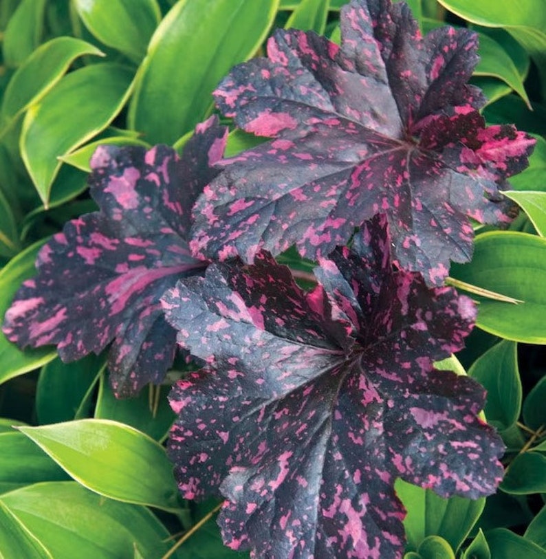 PRE-ORDER SALE - Midnight Rose Heuchera With Flowers Perennial Live ...