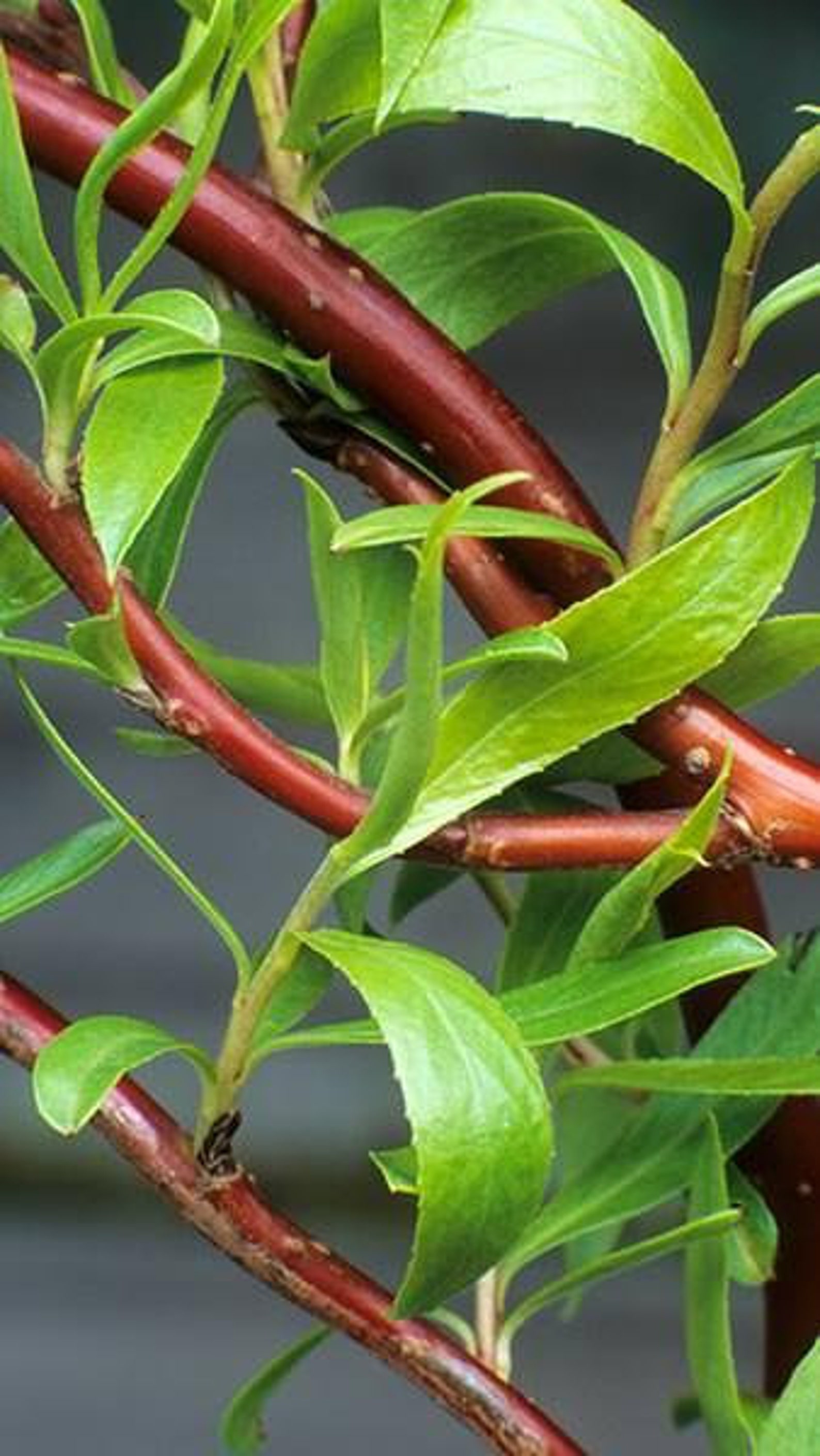 Cuttings Scarlet Curls Corkscrew Weeping Willow Tree Salix Fresh Cut ...