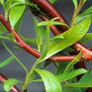 Cuttings Scarlet Curls Corkscrew Weeping Willow Tree Salix Fresh Cut ...