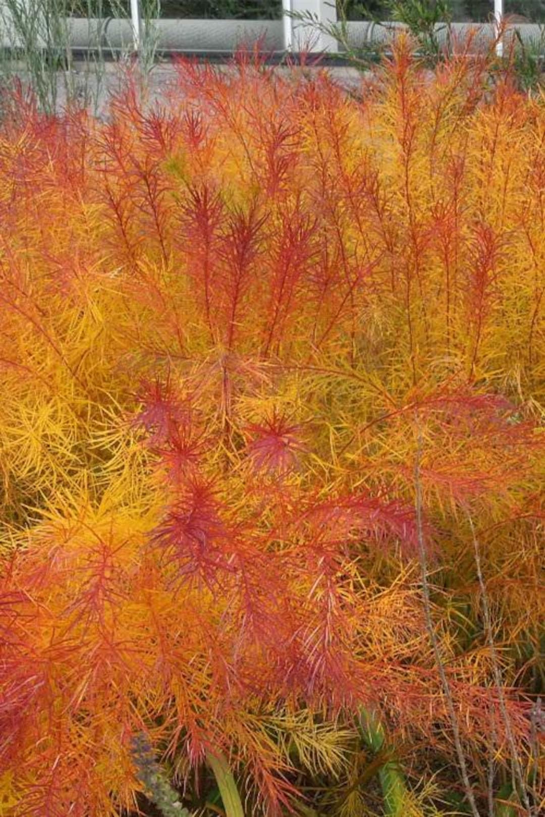 PRE-ORDER SALE - Butterscotch Amsonia Blue Flowers in the Spring ...