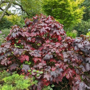Ruby Slippers Hydrangea Plant Live Landscaping Plants Perennial Shrubs ...