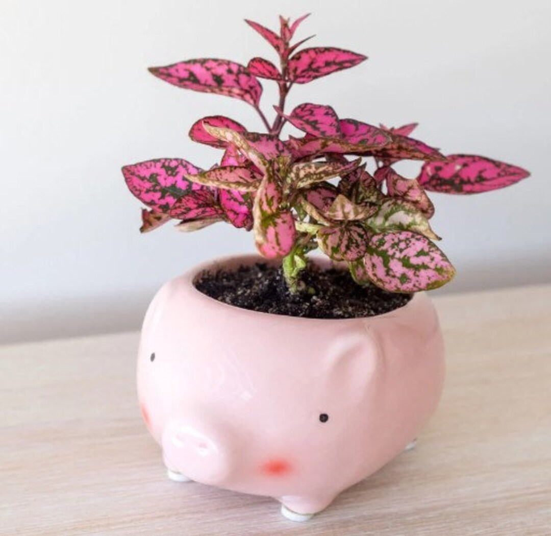 Pink Splash Polka Dot Plant House Plants Ppp Potted 2.5 Pink Splash Polka Dot Plant House Plants Ppp Potted 2.5