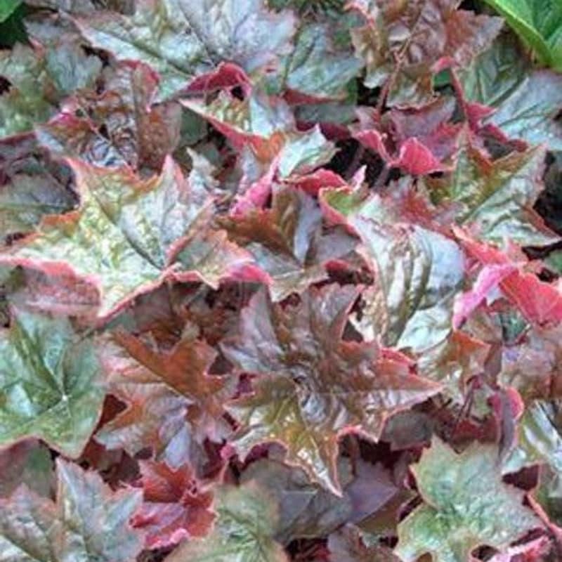 Purple Hosta Plant - Etsy