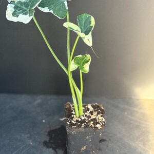 Variegated Stingray Alocasia Mickey Mouse Xanthosoma Variegata ...