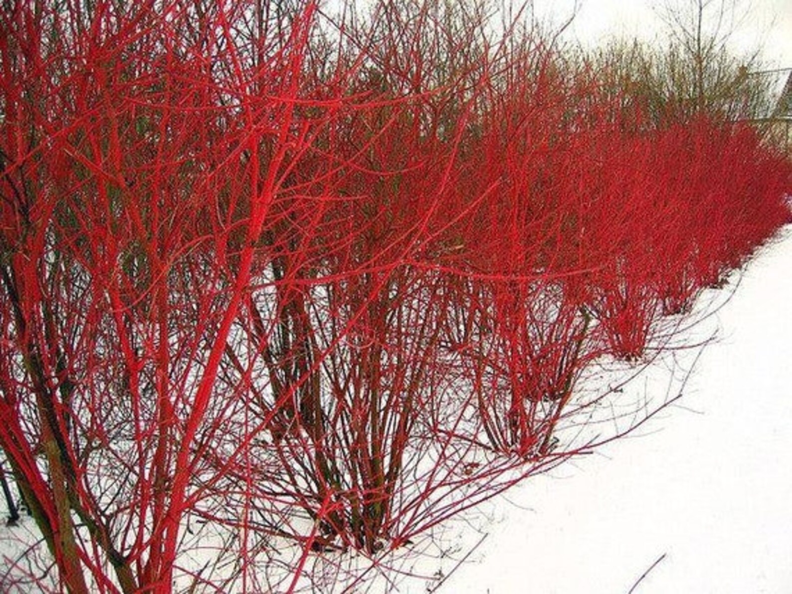 Red Twig Dogwood Cuttings Live Plant Perennial Shrubs Landscaping ...
