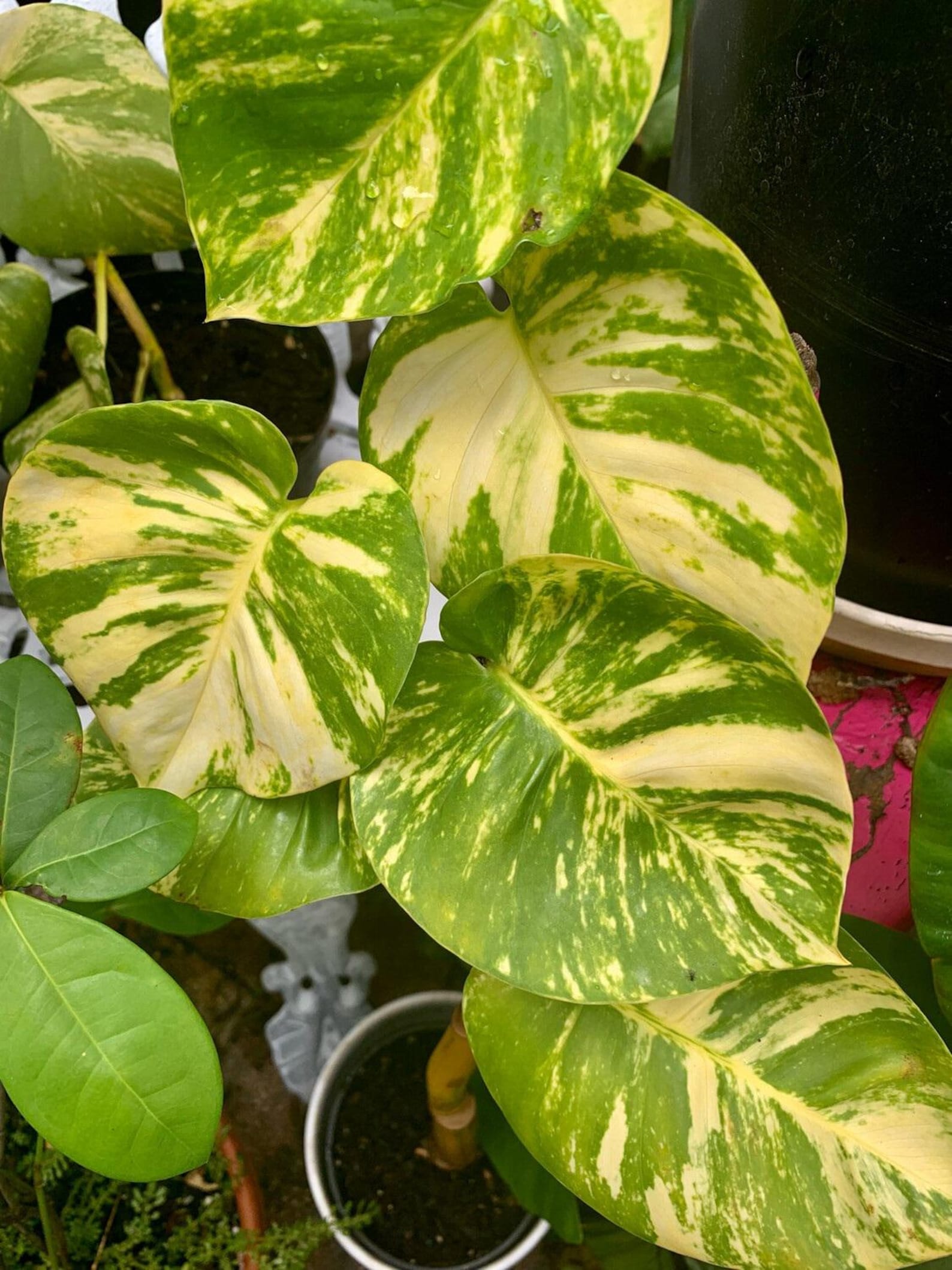 SUPER SALE - Hawaiian Pothos Houseplants Live House Plant for Indoor ...