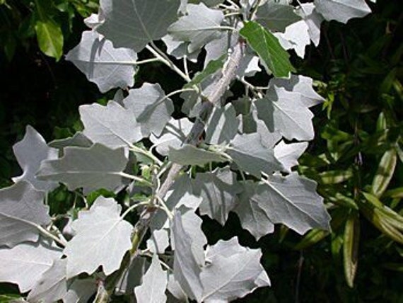 Silver Poplar Tree