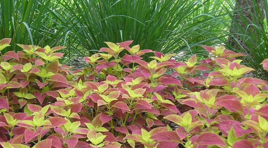 Coleus 'alabama Sunset' Live Plant Potted 2.5 X 4 Pot Landscaping ...