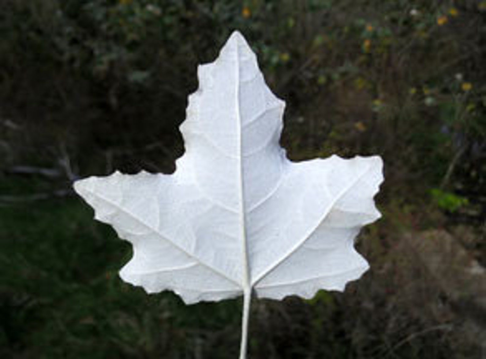 Silver White Poplar Cuttings Tree Fresh Fragrant Plant Cut on Order ...