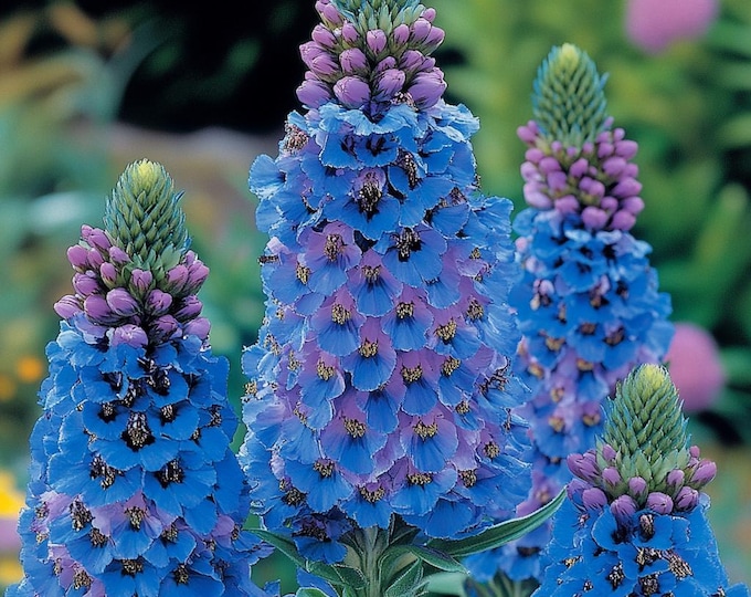 Tower of Jewels Blue Echium Pride of Madeira Live Starter Plant 2.5" X ...