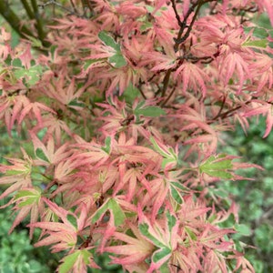 Butterfly Japanese Maple Tree Cuttings Live Plant Perennial Shrubs ...