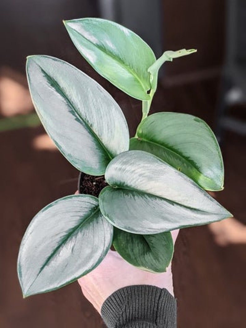 Rare Plants Sterling Silver Pothos Cuttings Houseplant Live - Etsy