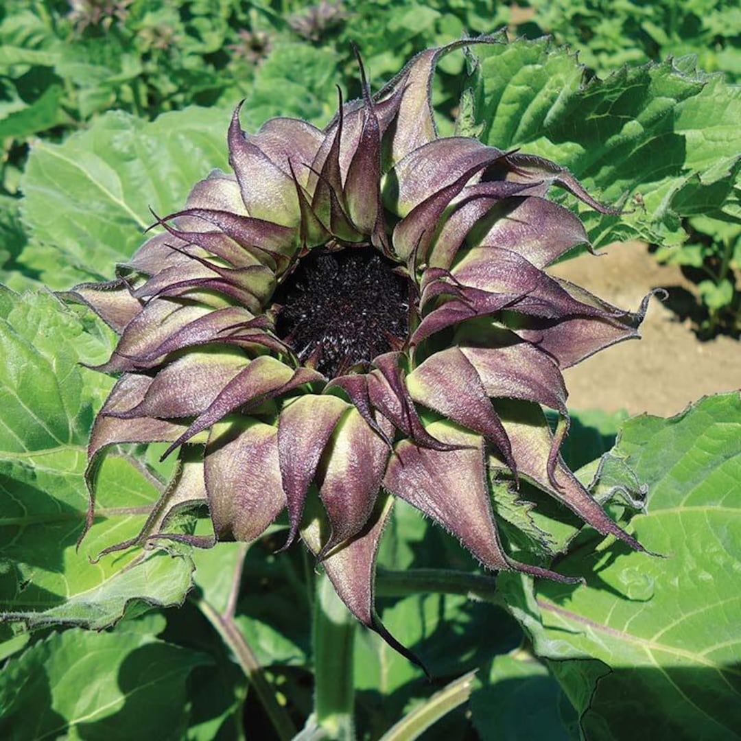 Purple Sunflower Live Plants Flowers Organic Flower Sunfill Purple Full ...