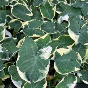 Variegated Stingray Alocasia Mickey Mouse Xanthosoma Variegata ...