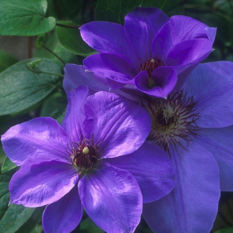 Clematis - Etsy