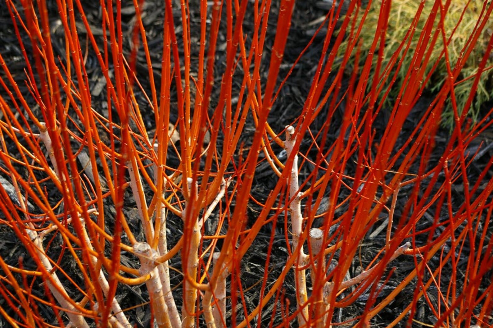 Cuttings Flame Willow Tree Salix Shrubs Fresh Flower Stems | Etsy