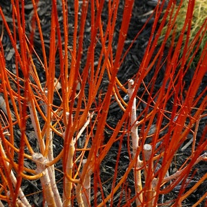 Cuttings Flame Willow Tree Salix Shrubs Fresh Flower Stems Upon Order ...