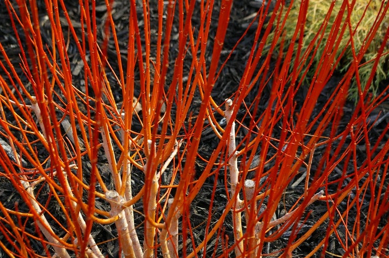 Cuttings Flame Willow Tree Salix Shrubs Fresh Flower Stems | Etsy
