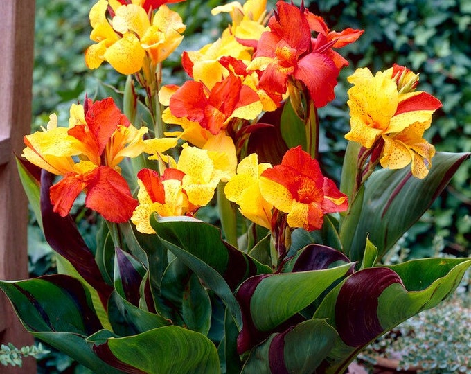 Lily Canna Cleopatra Variegated Leaf Bi Color Red and Yellow Flower ...