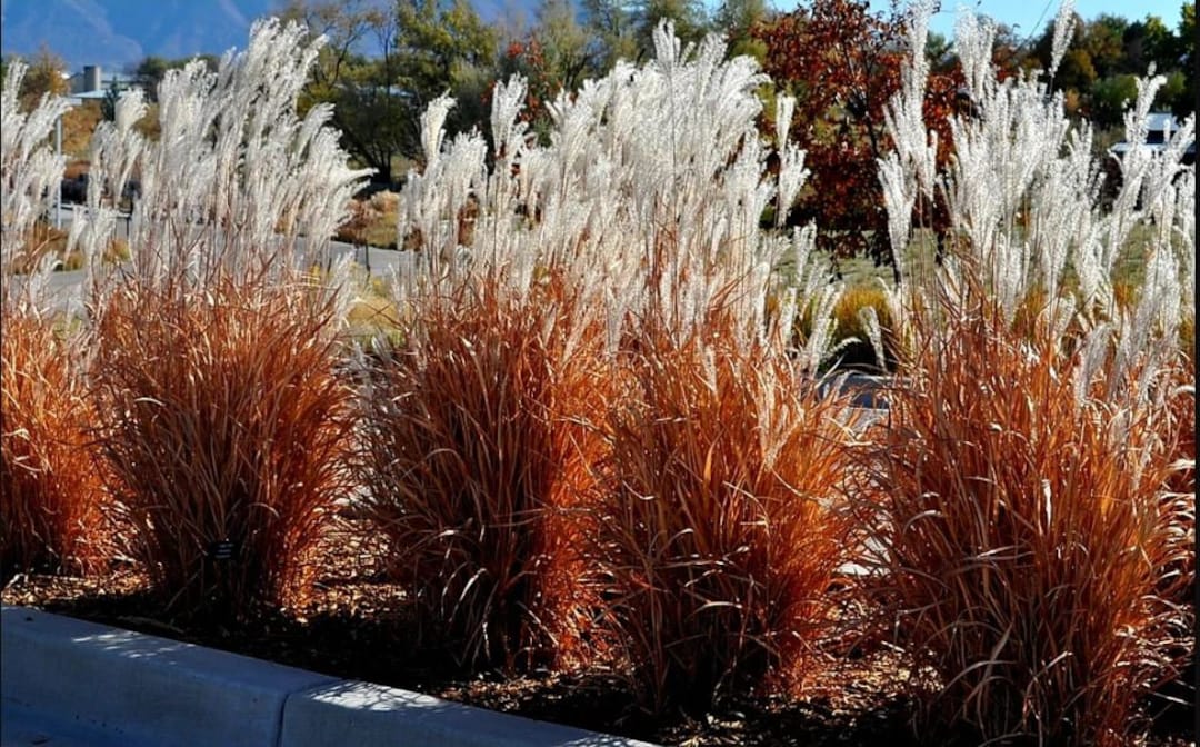 SUPER SALE - 5 PACK Autumn Flame Grass White Plumes Miscanthus ...