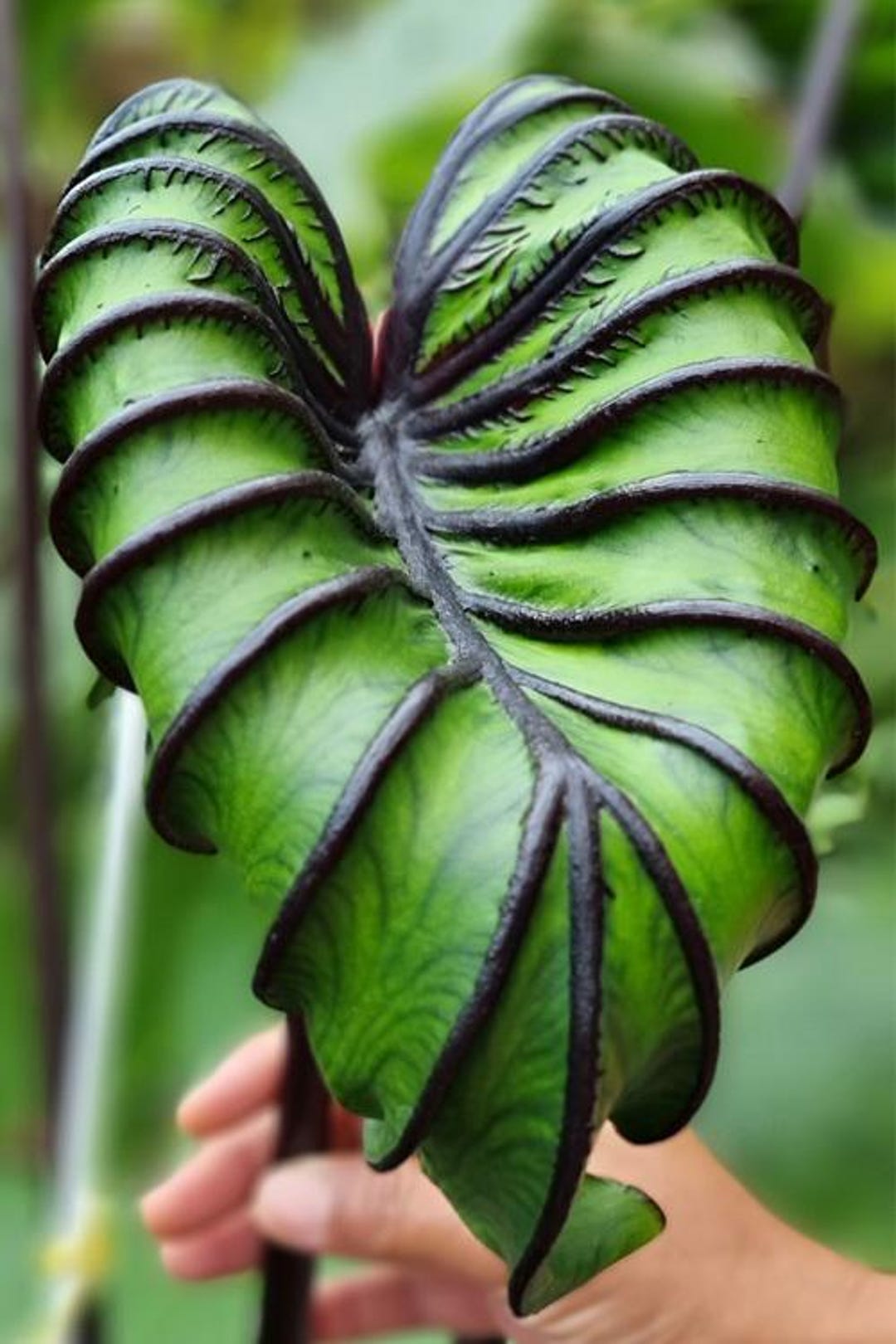 Pharaoh's Mask Colocasia Elephant Ear - Etsy