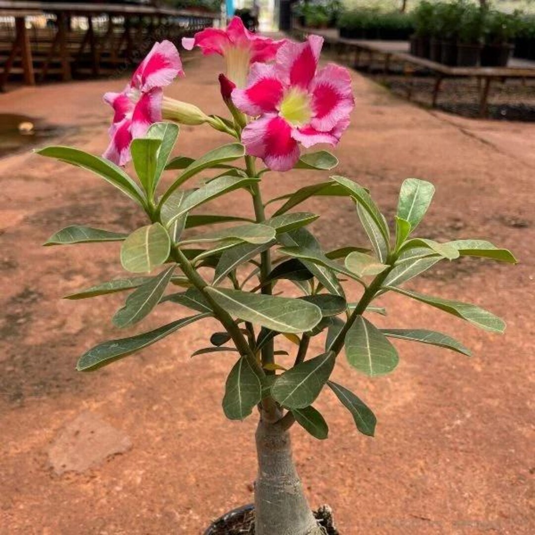Pink Desert Rose Picotee Pink Adenium Live Plant Great Indoor Plants ...