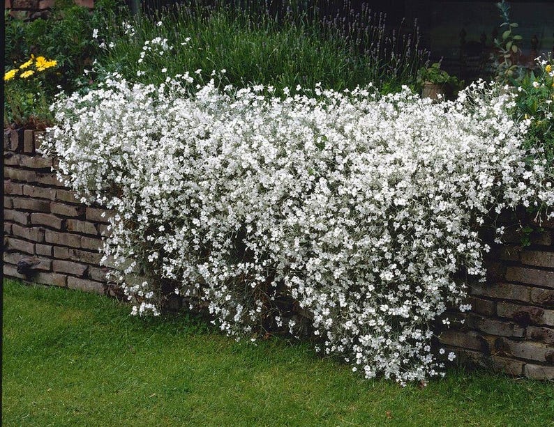 Snow in the Summer White Flowers Ground Cover Variety Perennial ...