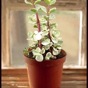 SUPER SALE Variegated Pink Elephant Bush Portulacaria Afra Variegata ...