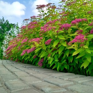 Hot Pink Spiraea Bush Cuttings Fresh Fragrant Flowers Plant Cut on ...