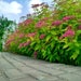 Hot Pink Spiraea Bush Cuttings Fresh Fragrant Flowers Plant Cut on ...