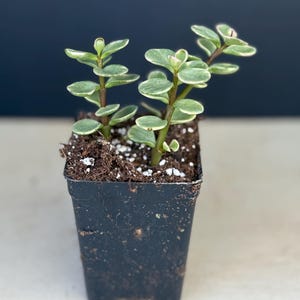 SUPER SALE Variegated Pink Elephant Bush Portulacaria Afra Variegata ...