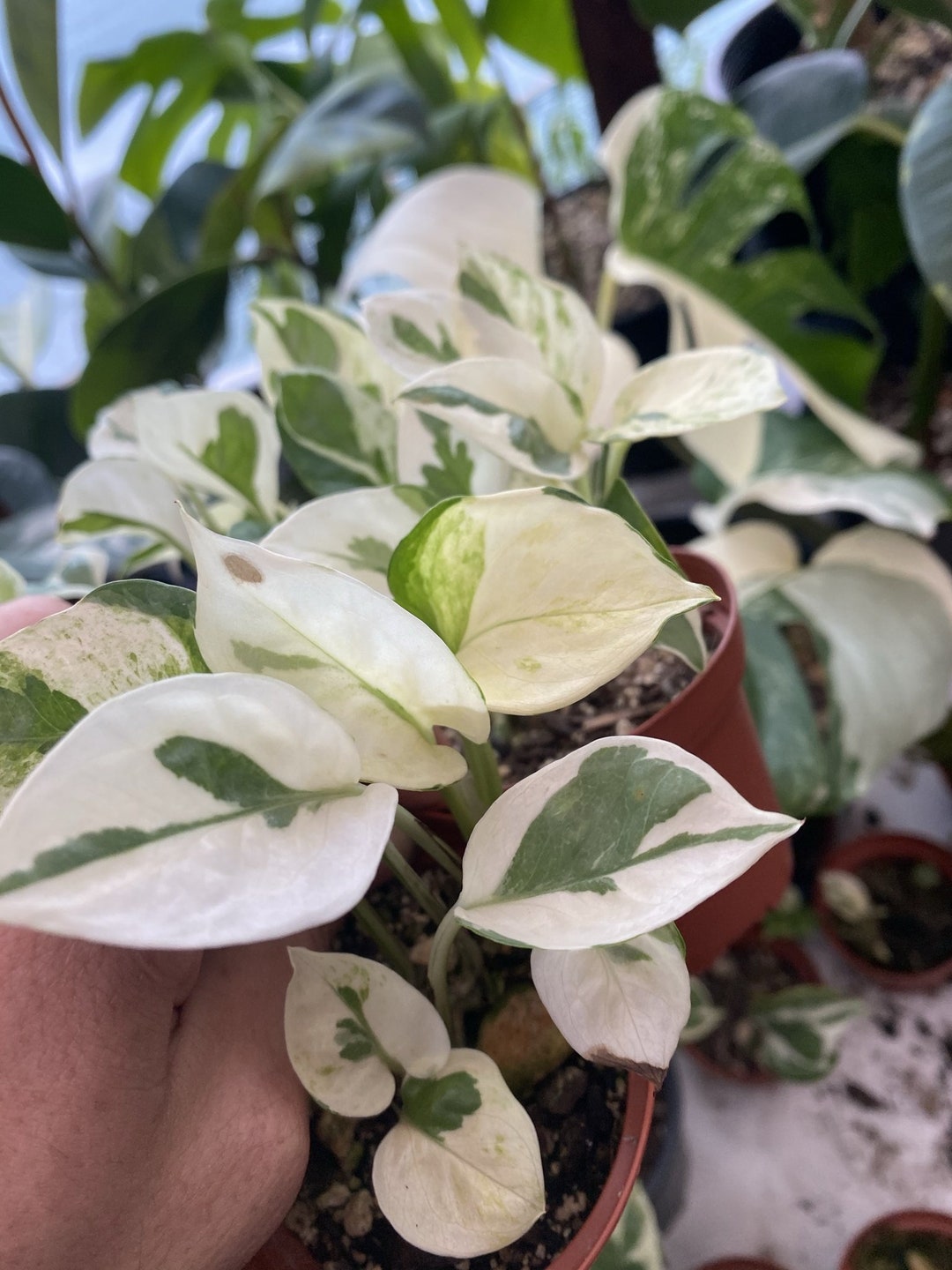 SUPER SALE Pothos Njoy N Joy Houseplants Live Plants House Plant Fast ...
