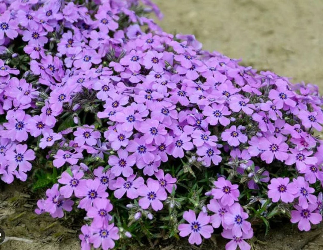 Eye Shadow Phlox Purple With Black Violet Eye Ground Cover Flower ...