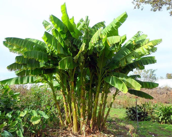 Musa Basjoo Cold Banana Tree Tropical Attractive Fast Growing Trees ...