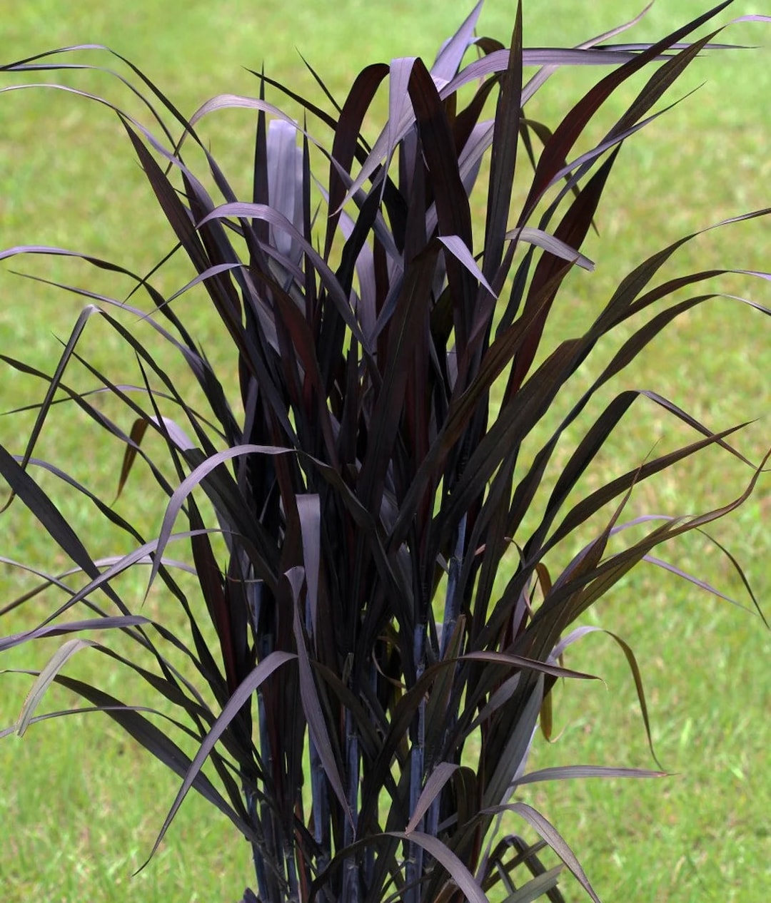 Deepest sword sus ending - stickersbooy