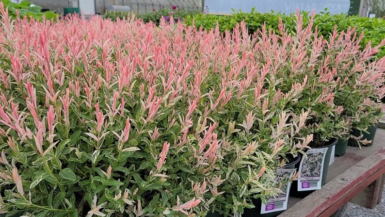 Pink Flamingo Cuttings Hakuro Nishiki Japanese Dappled Willow Tree ...