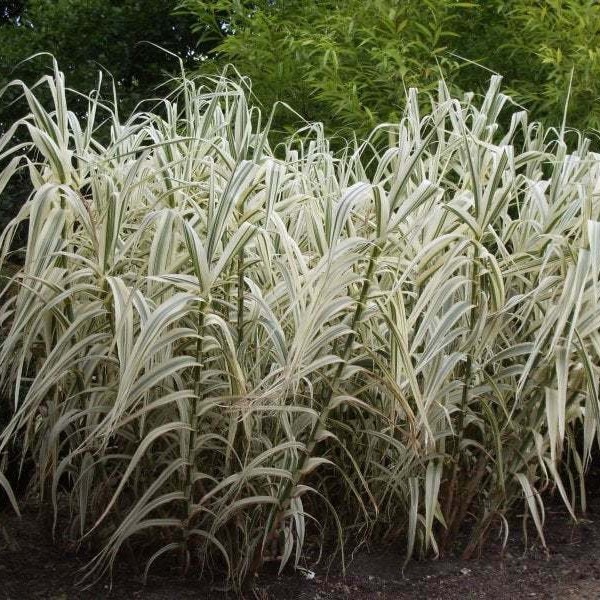 Peppermint Stick - Etsy