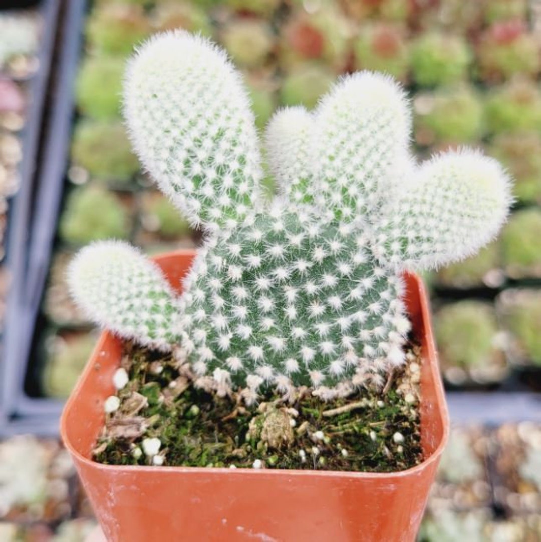 Bunny Ear Cactus White Fuzzy Head Live Plant Hilarious Great Indoor ...