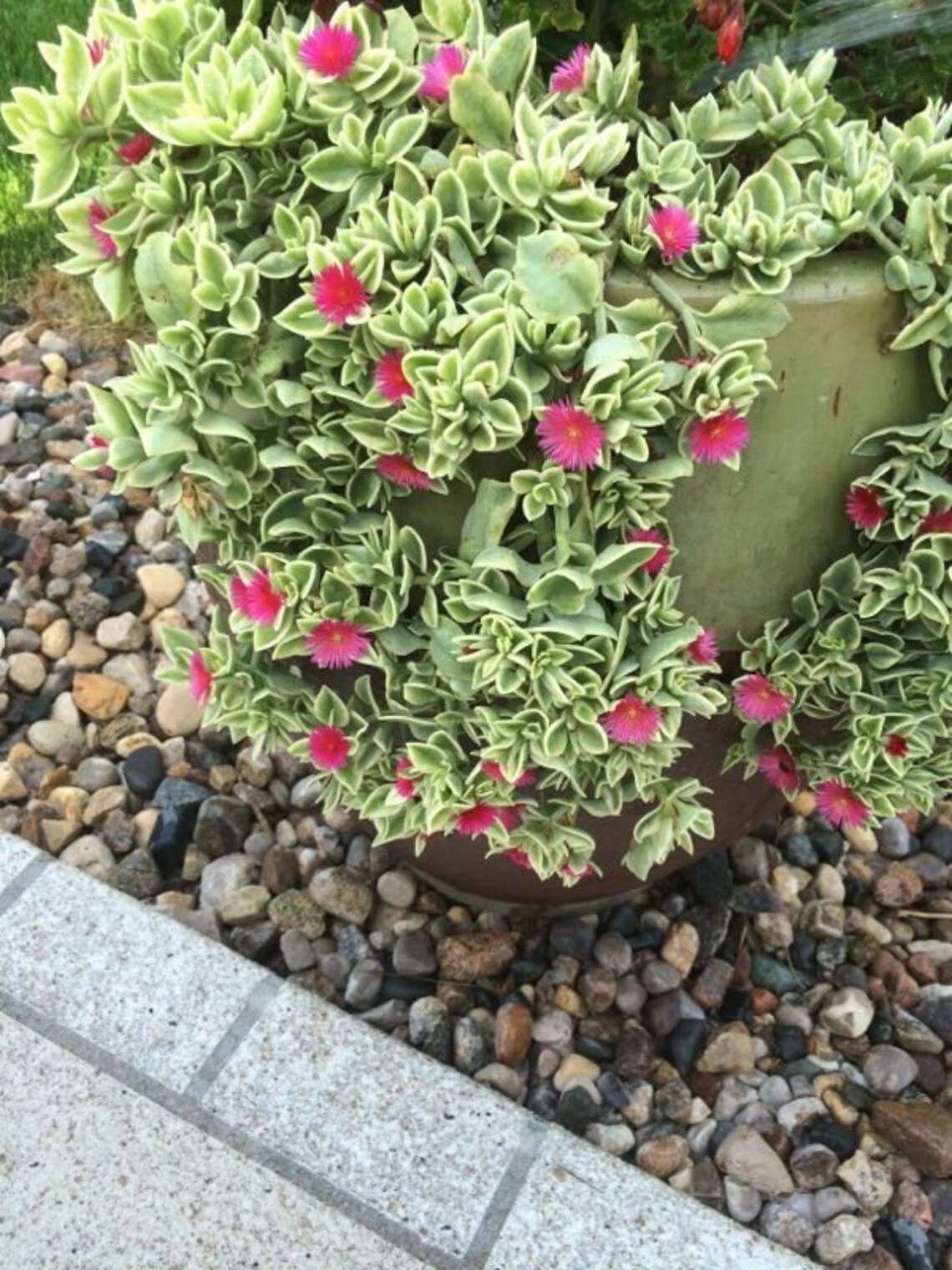 Baby Sun Rose Succulents House Plants Live Plant NEW - Etsy