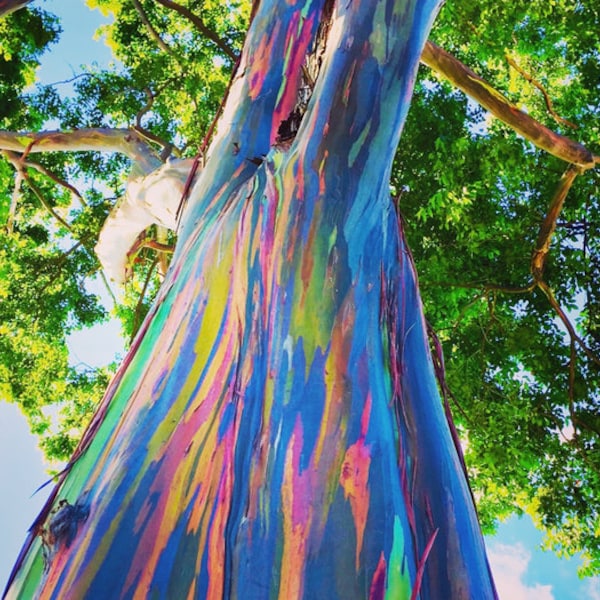 Rainbow Eucalyptus Tree - Etsy